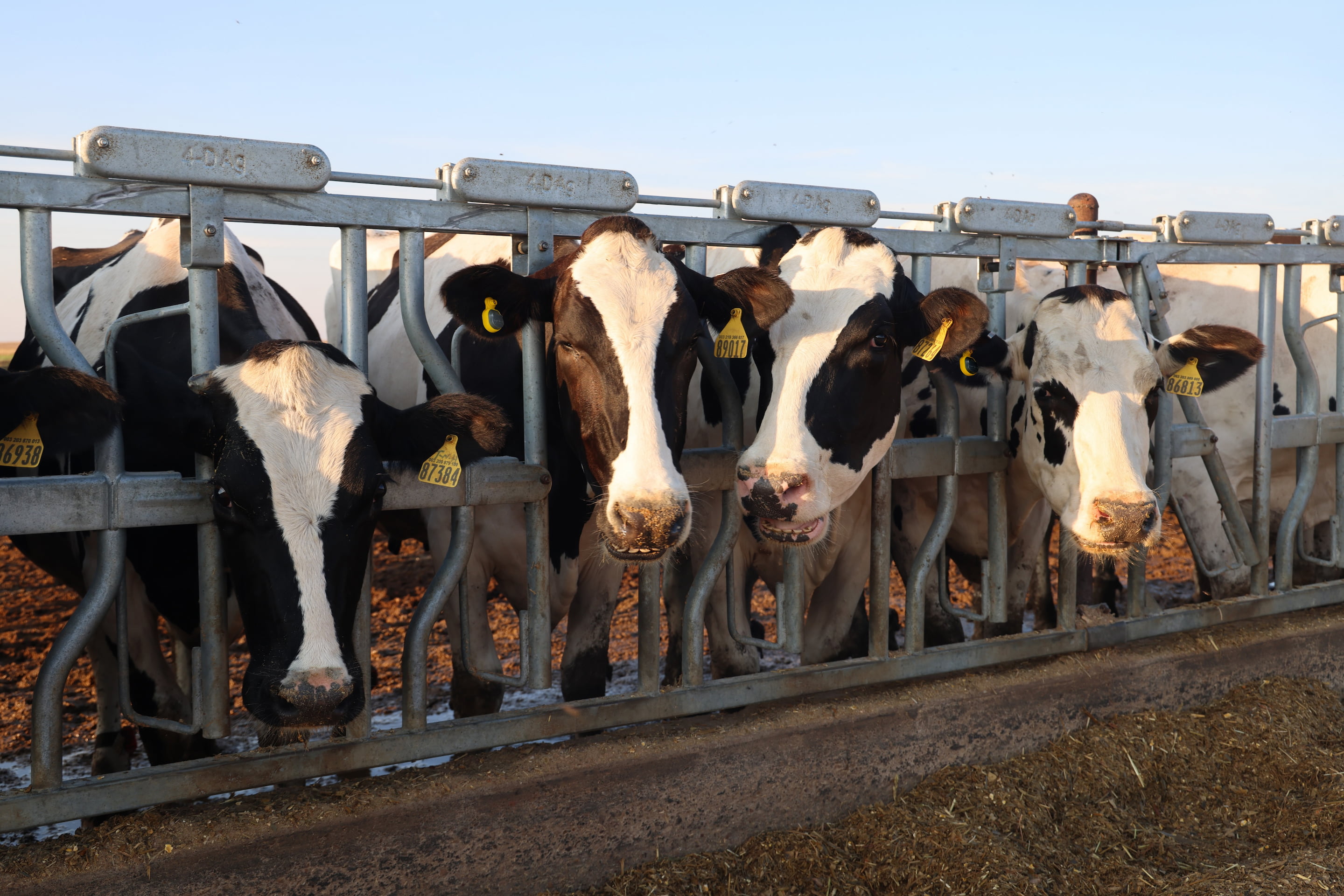 From activity to action | Datamars Livestock